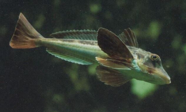 Knorhaan - encyclopedie van zeeland